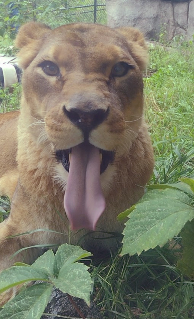 After 97 years, Lake Superior Zoo plans to phase out lions > Duluth Monitor
